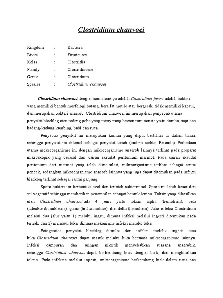 Clostridium Chauvoei | PDF
