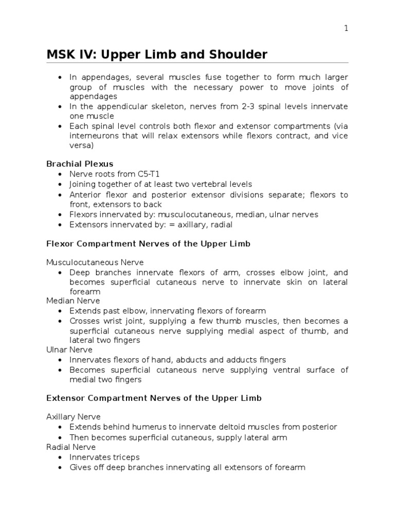 MSK IV: Upper Limb and Shoulder: Brachial Plexus | PDF | Arm | Shoulder