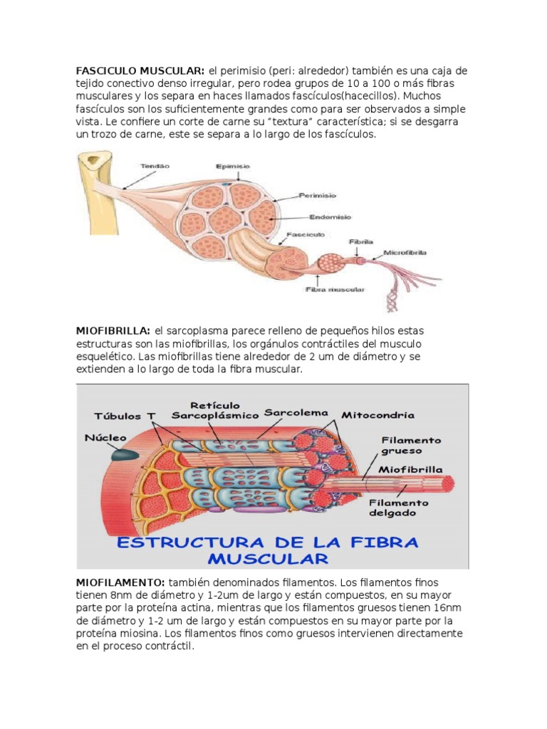 Fasciculo Muscular | PDF