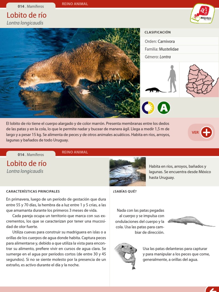 014 Lobito de Rio | PDF