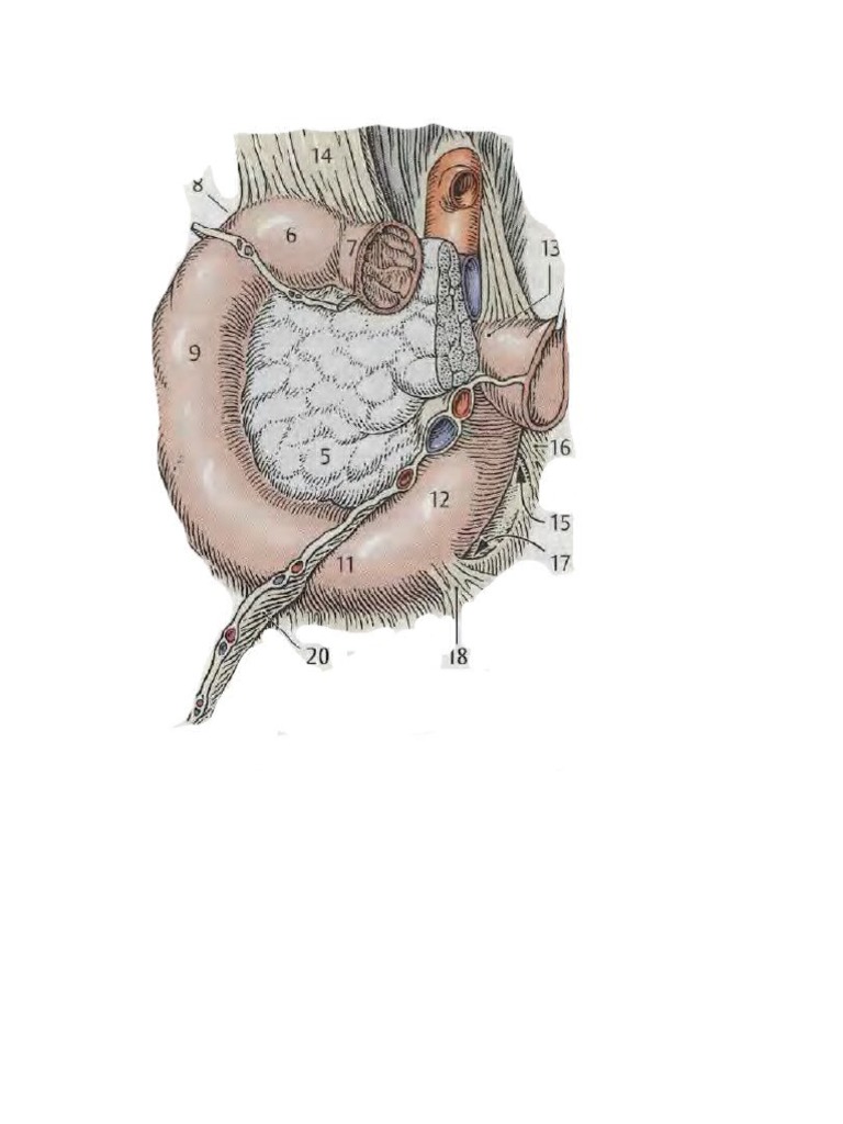 sistema digestivo imagenes netter