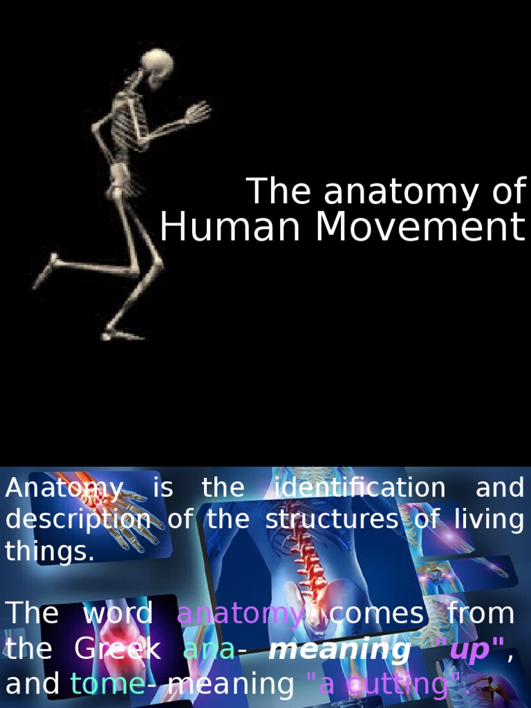 Human Movement: The Anatomy of | PDF | Anatomical Terms Of Motion ...