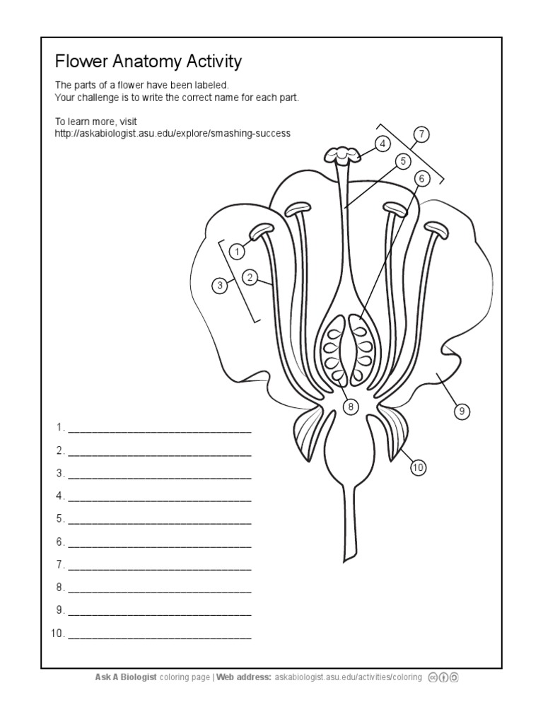 Ask A Biologist - Flower Anatomy - Worksheet Activity | PDF ...