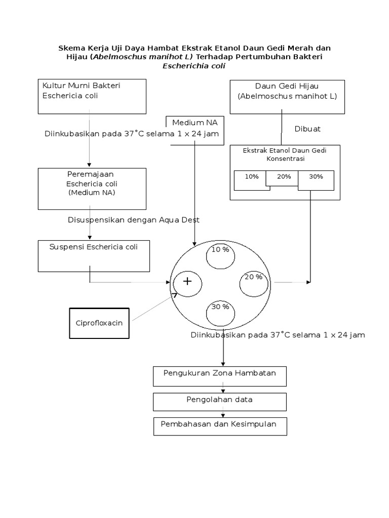 Skema Kerja Uji Daya Hambat Ekstrak Etanol Daun Gedi Merah Dan Hijau | PDF