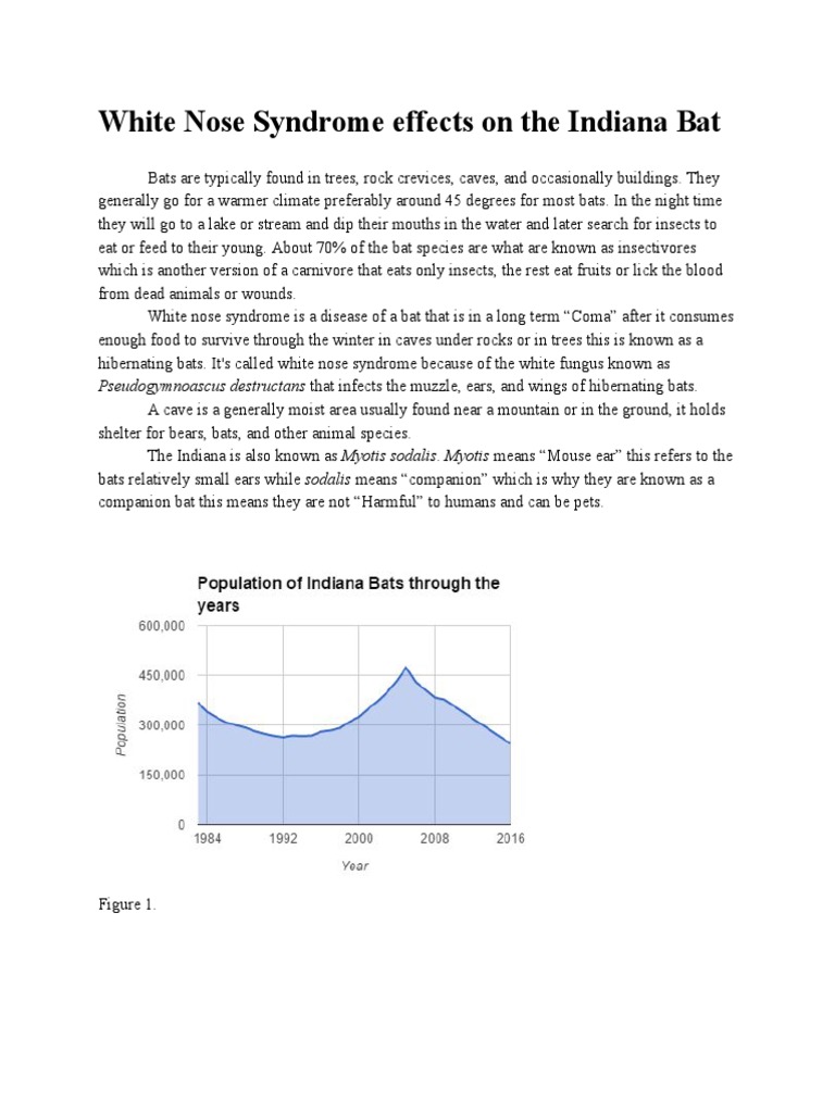 Bioecologyproject | PDF | Bat | Ecology