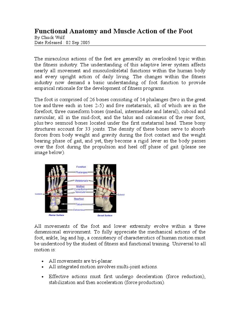 Tibialis Anterior: Key Foot Actions | PDF | Foot | Anatomical Terms Of ...