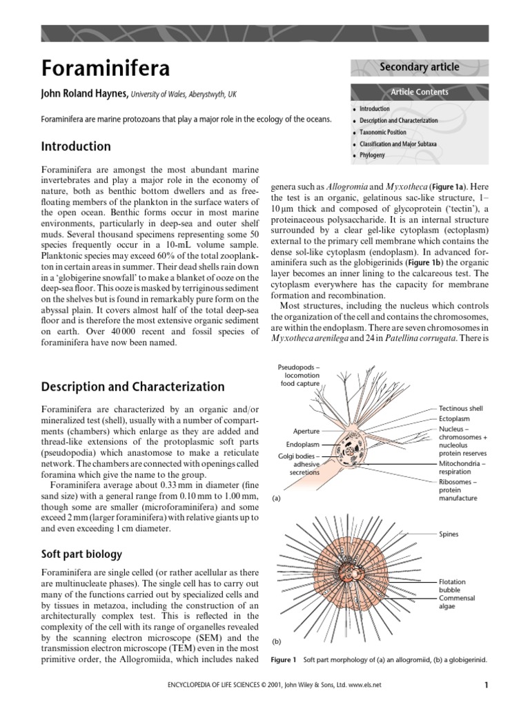 Foraminifera | PDF | Sexual Reproduction | Ploidy