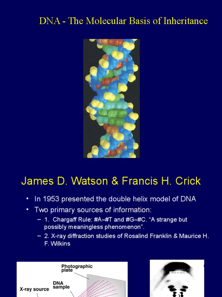 DNA - The Molecular Basis of Inheritance | PDF | Dna Replication ...