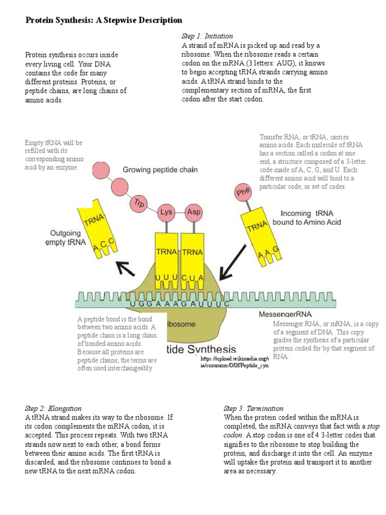 Protein Synthesis: A Stepwise Description: Step 1: Initiation | PDF