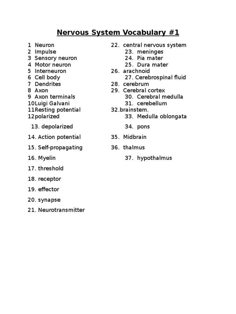 Nervous System Vocabulary 1 | PDF