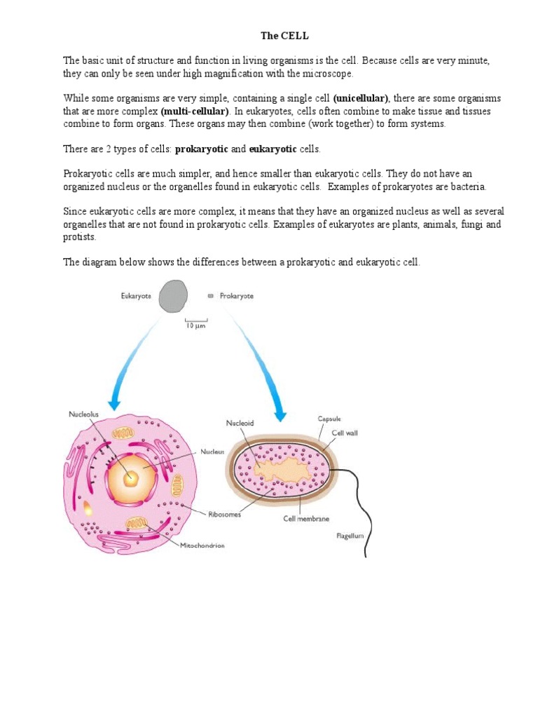 The Cell | PDF | Eukaryotes | Cell (Biology)