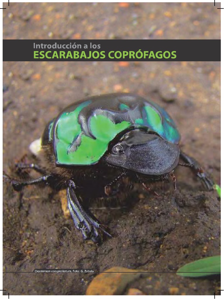 Introduccion Alos Escarabajos Coprofagos | Escarabajo | Biodiversidad