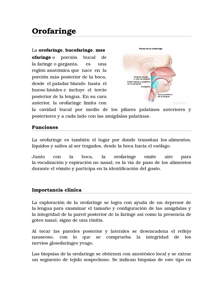 Anatomía y Salud de la Orofaringe | PDF | Medicina | Medicina CLINICA