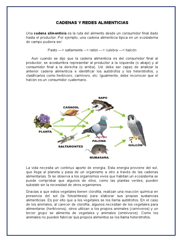 Cadenas y Redes Alimenticias | PDF | Red alimentaria | Plantas