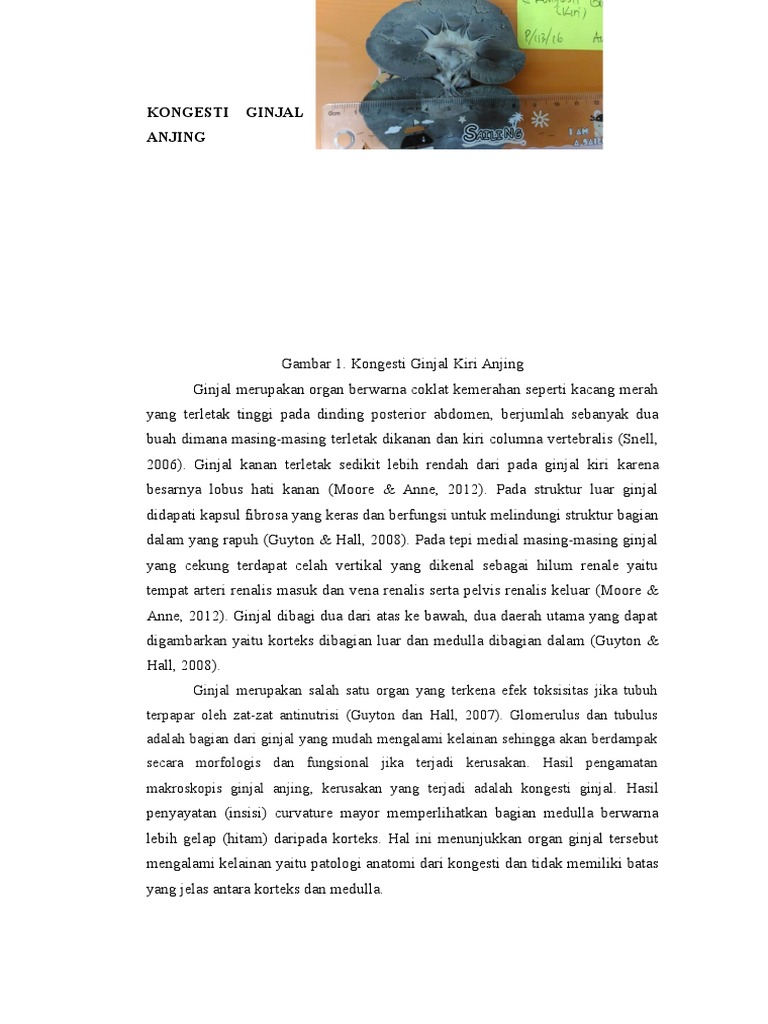 Kongesti Ginjal Anjing | PDF