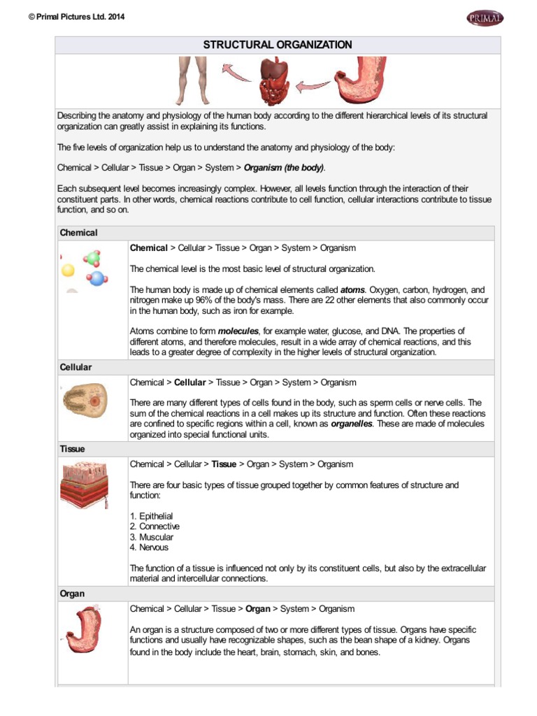 Levels of Structural Organization in the Body | PDF | Tissue (Biology ...