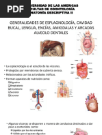 Anatomía y Función de la Región Labial | PDF | Labio | Anatomía humana