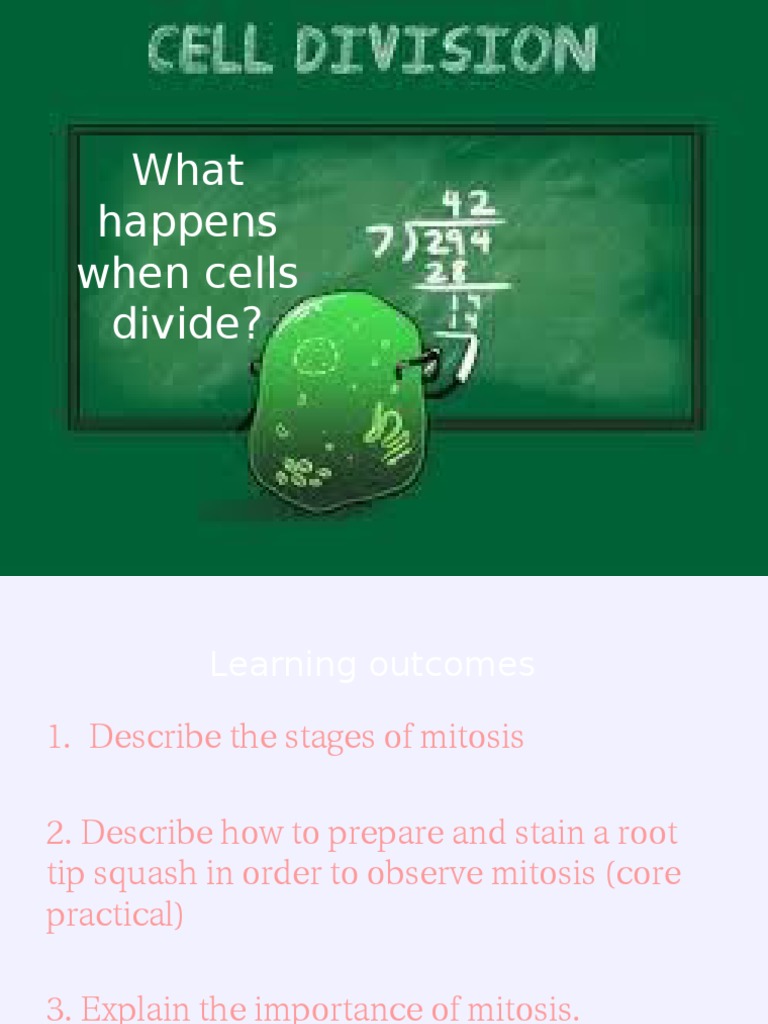 What Happens When Cells Divide? | PDF