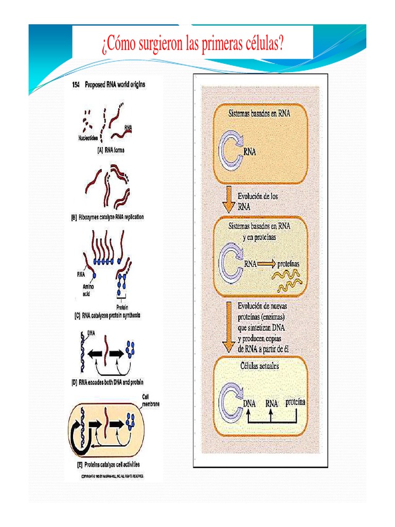 Origen de Las Primeras Celulas y Teoria Endosimbiotica.ppt (1)