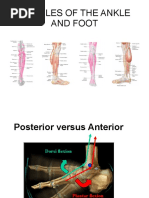 Alfredson Protocol - Achille's Tendonitis | PDF | Pain | Clinical Medicine