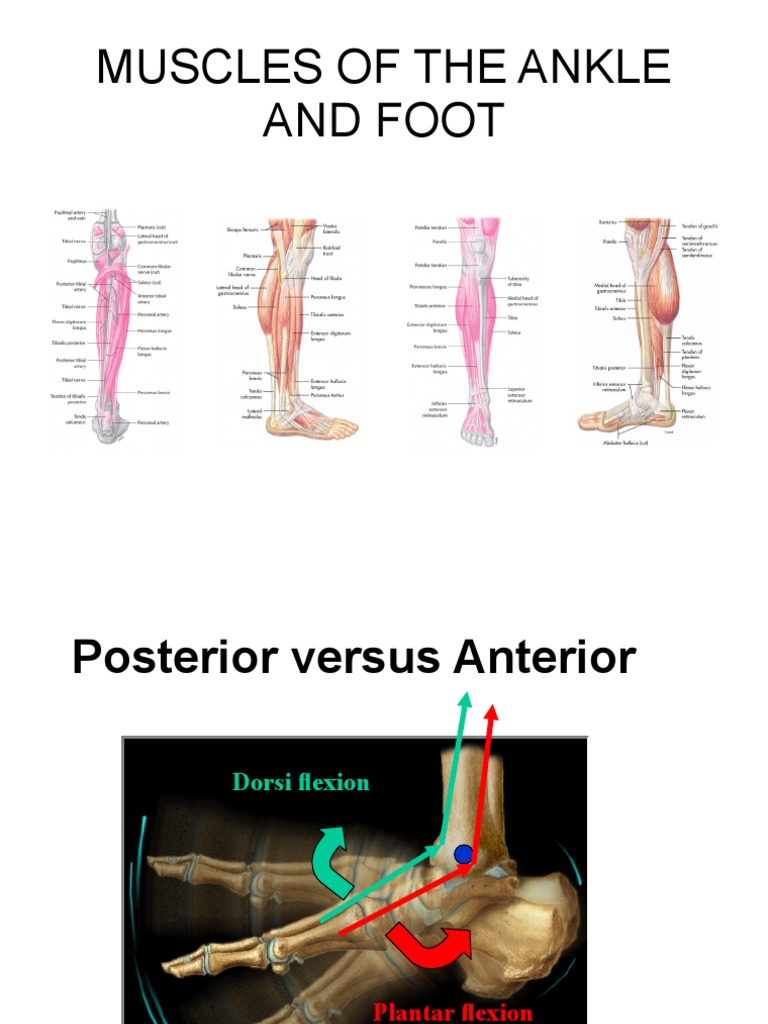 ankle-muscles.pdf | Foot | Ankle