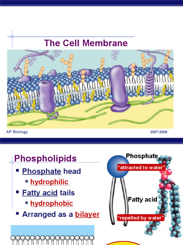 EB Cell Membrane | PDF | Cell Membrane | Osmosis