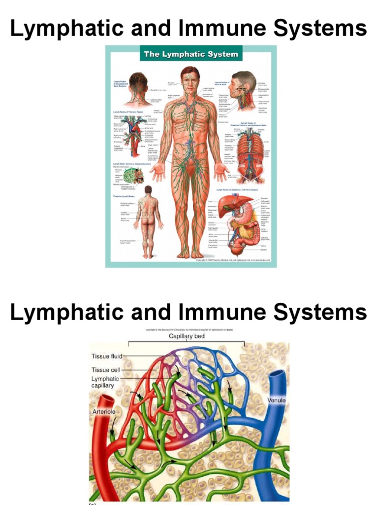 Lymphatic and Immune Systems | PDF | Lymphatic System | Immune System