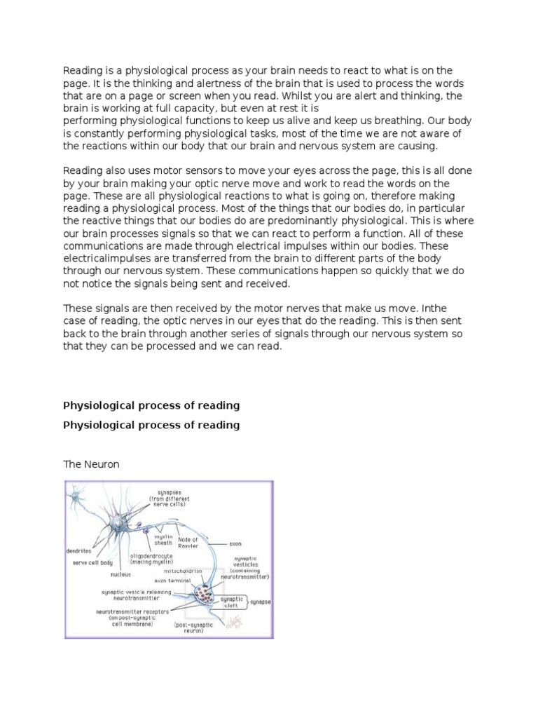 Understanding the Physiology of Reading | PDF | Brain | Nerve