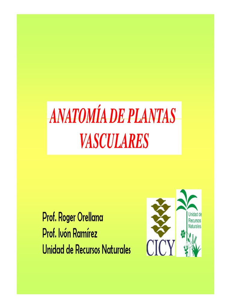 Anatomia Vegetal PDF | PDF | Raíz | Tallo de la planta