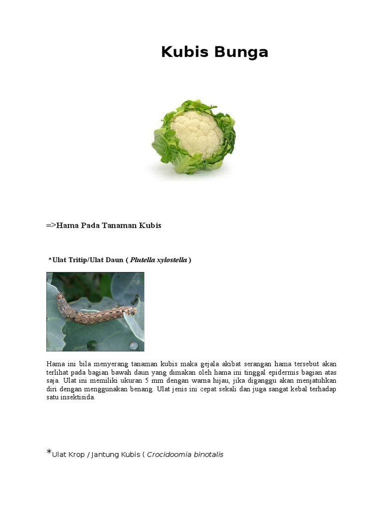 Hama Tanaman Kubis Bunga | PDF