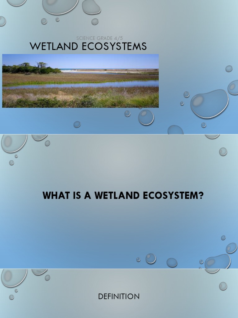 Wetland Ecosystems: Science Grade 4/5 | PDF