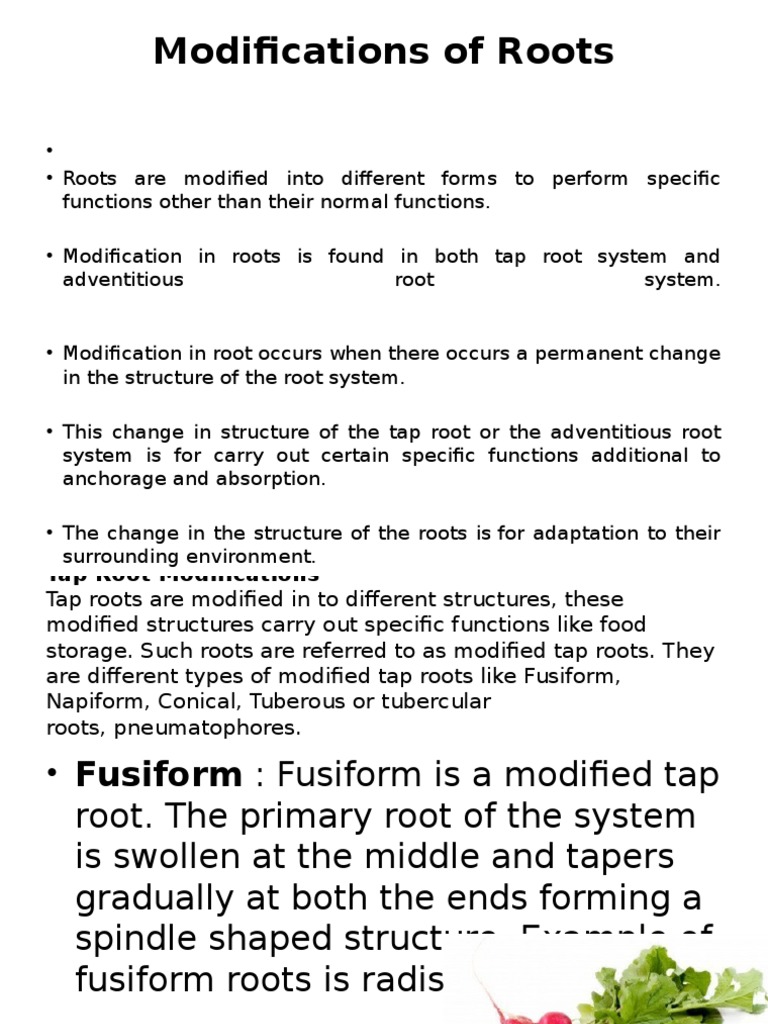 Root Modification | Download Free PDF | Root | Plants