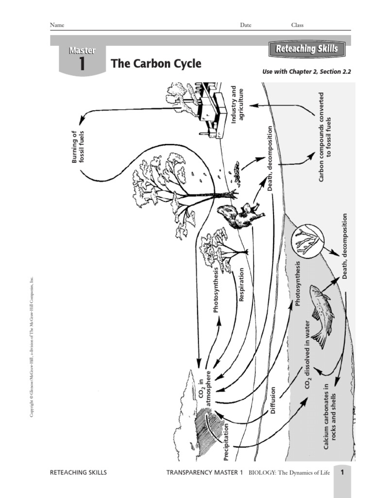 Carbon Cycle | PDF | Food Web | Carbon Cycle
