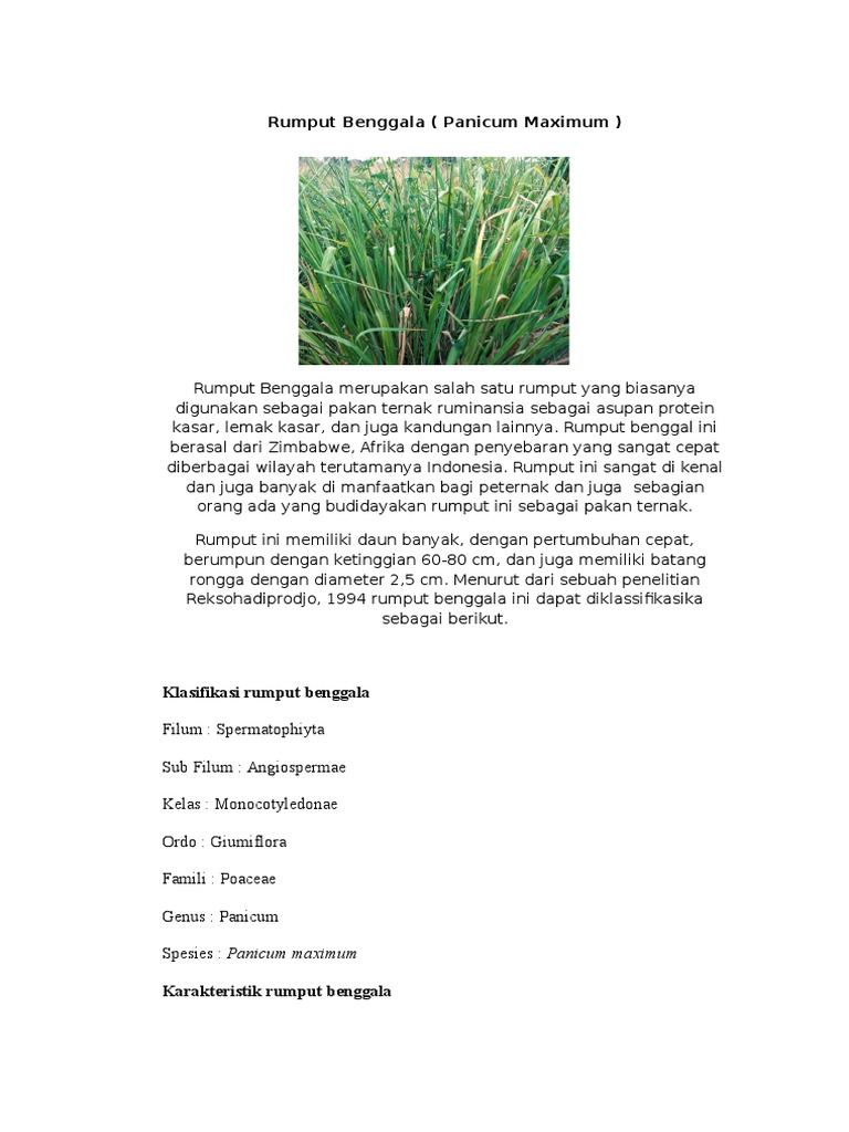 Rumput Benggala | PDF