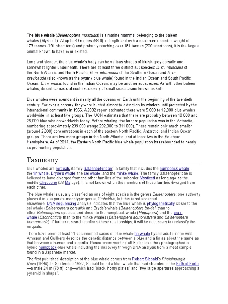 Essay Blue Whale | PDF | Cetaceans | Ungulates