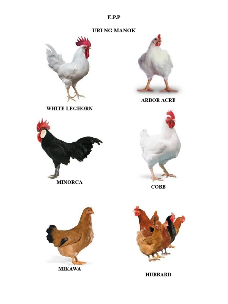 Uri ng Manok sa Pilipinas | PDF