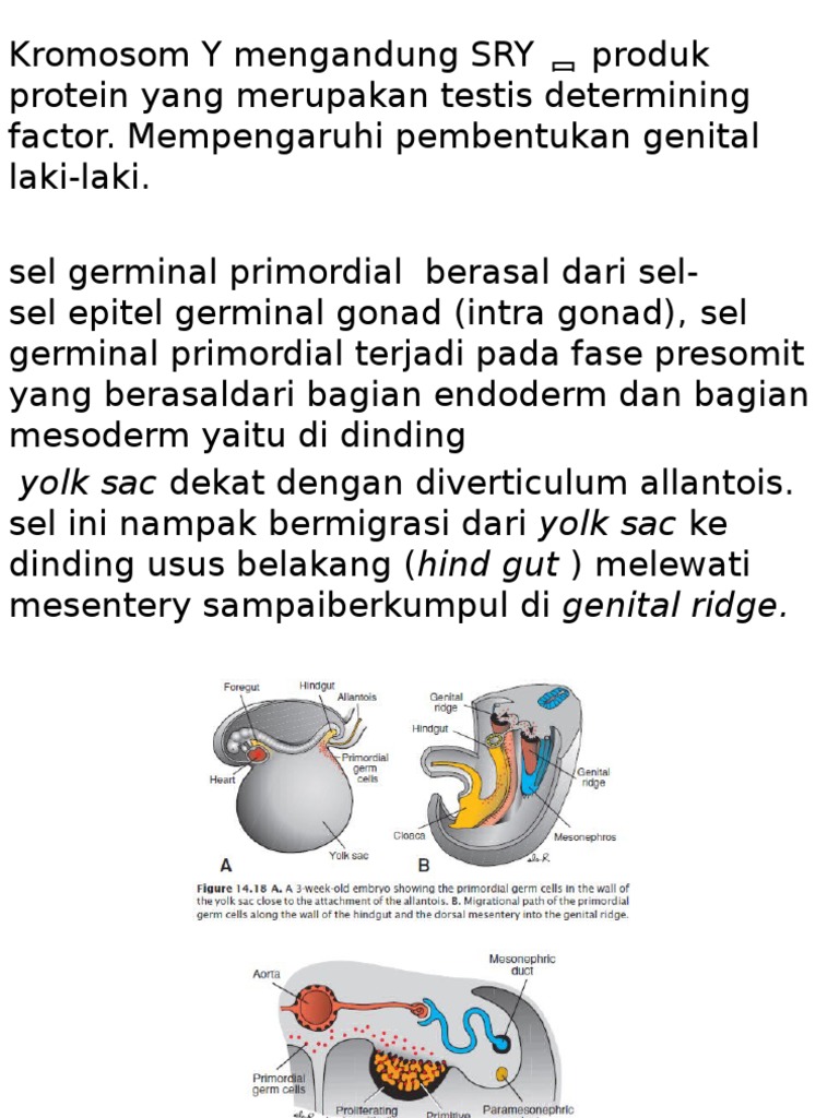 Embriologi Genitalia | PDF