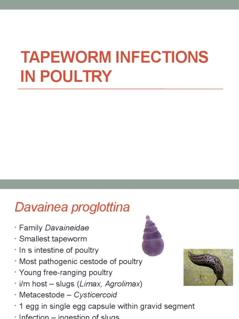Tapeworm Infections in Poultry | PDF