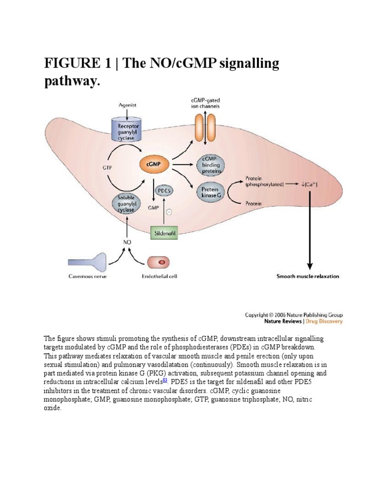 FIGURE 1 - The NO/cGMP Signalling Pathway | PDF