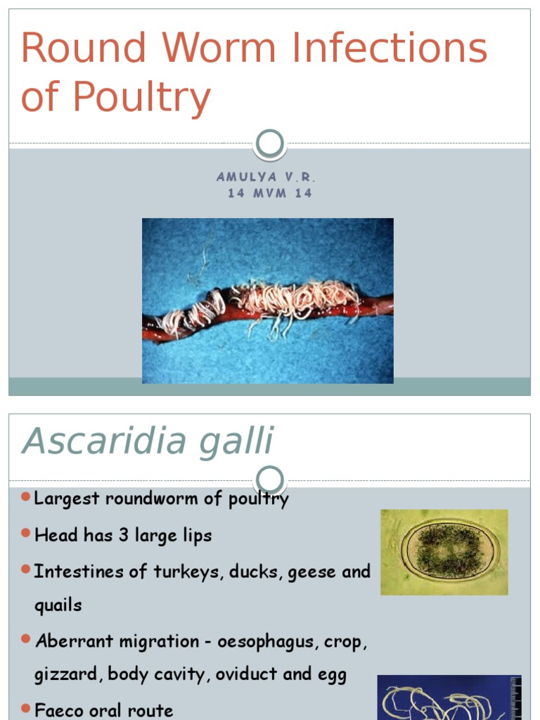 Round Worm Infections of Poultry | PDF | Diseases And Disorders ...