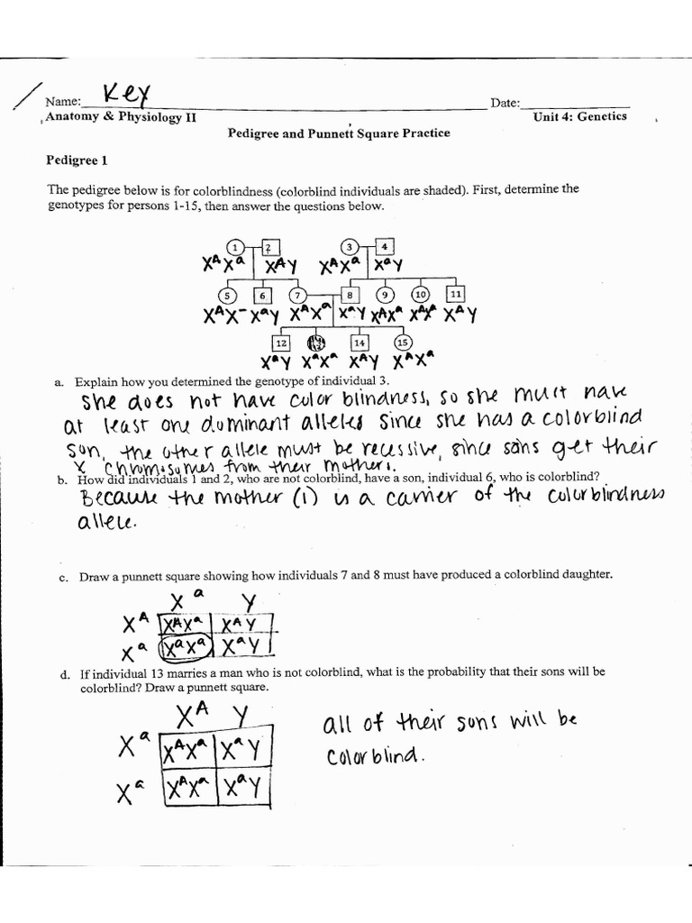 Pedigree and Punnett Square Practice Answer Key | PDF