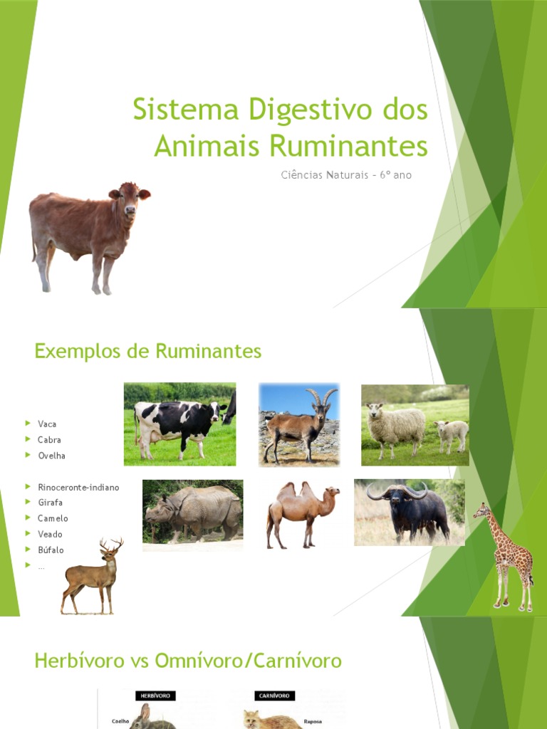 Sistema Digestivo Dos Animais Ruminantes | PDF