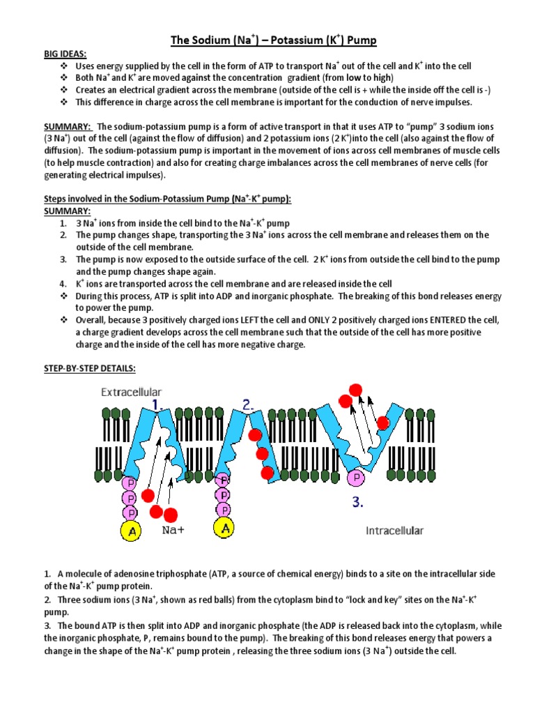 Sodium Potassium Pump and Action Potential | Depolarization | Action ...