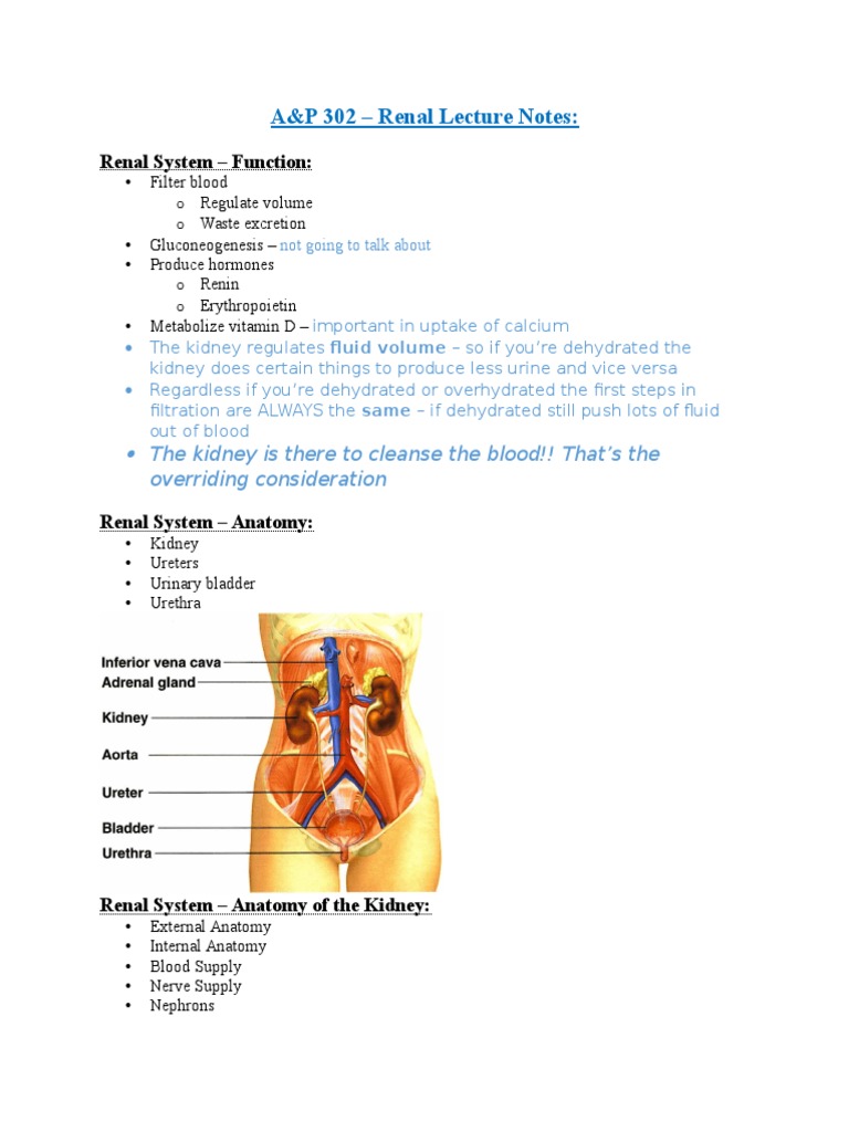 A&P 302 Renal Lecture Notes | PDF | Kidney | Angiotensin