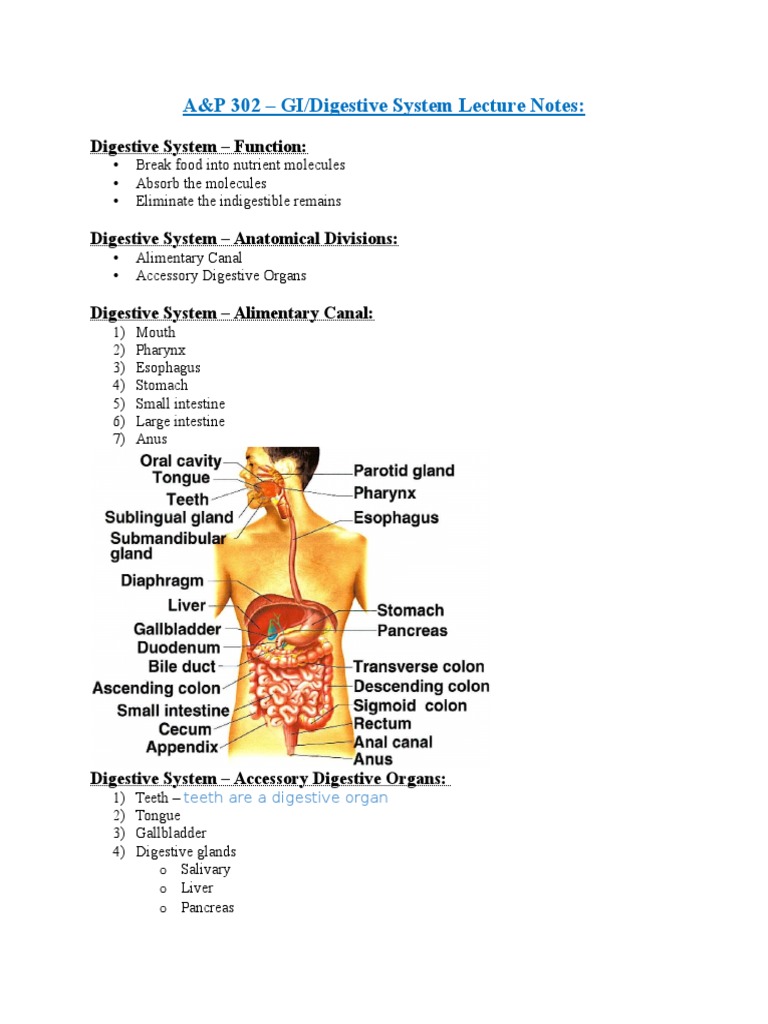 A&P 302 GI:Digestive System Lecture Notes | PDF | Peritoneum | Human ...