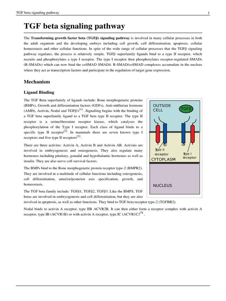 Overview of TGF Beta Signaling Pathway | PDF | Science & Mathematics ...