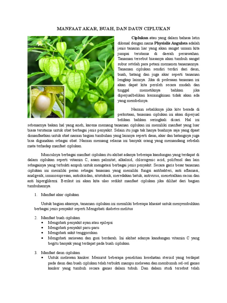 Manfaat Ciplukan | PDF