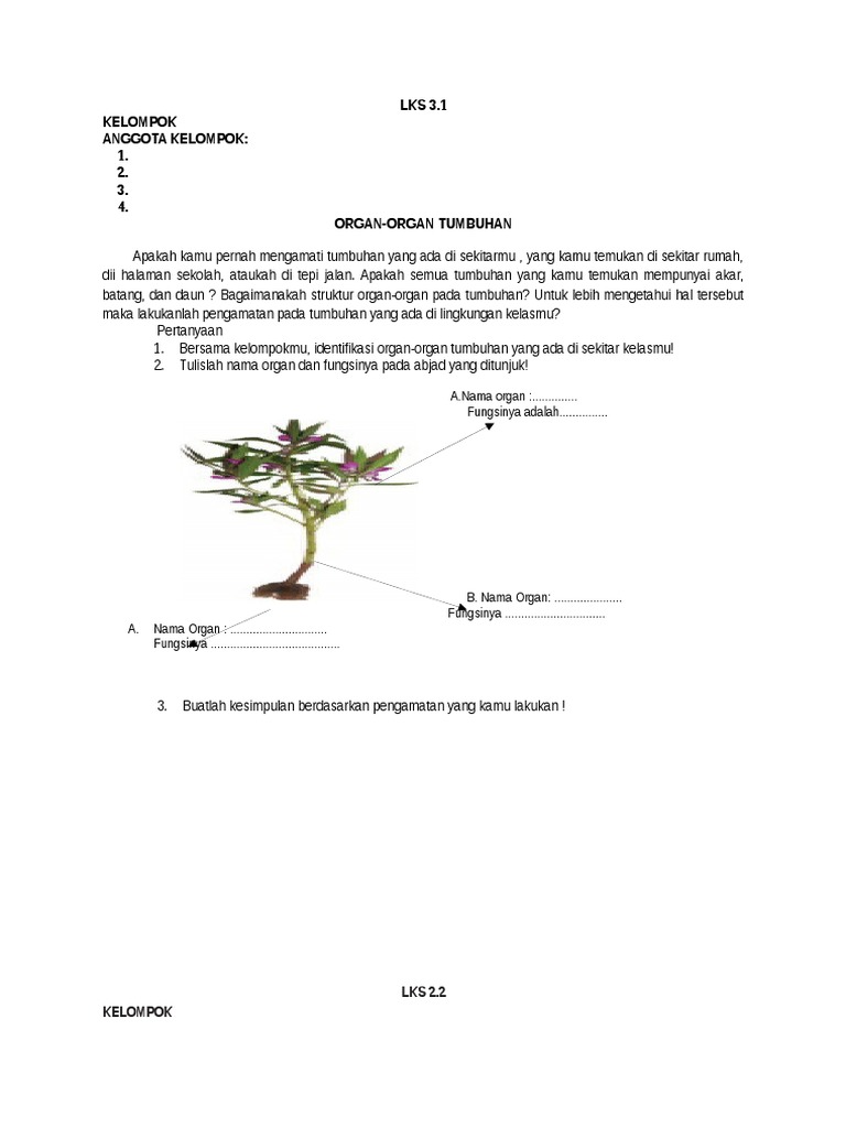 LKS Morfologi Anatomi Akar | PDF