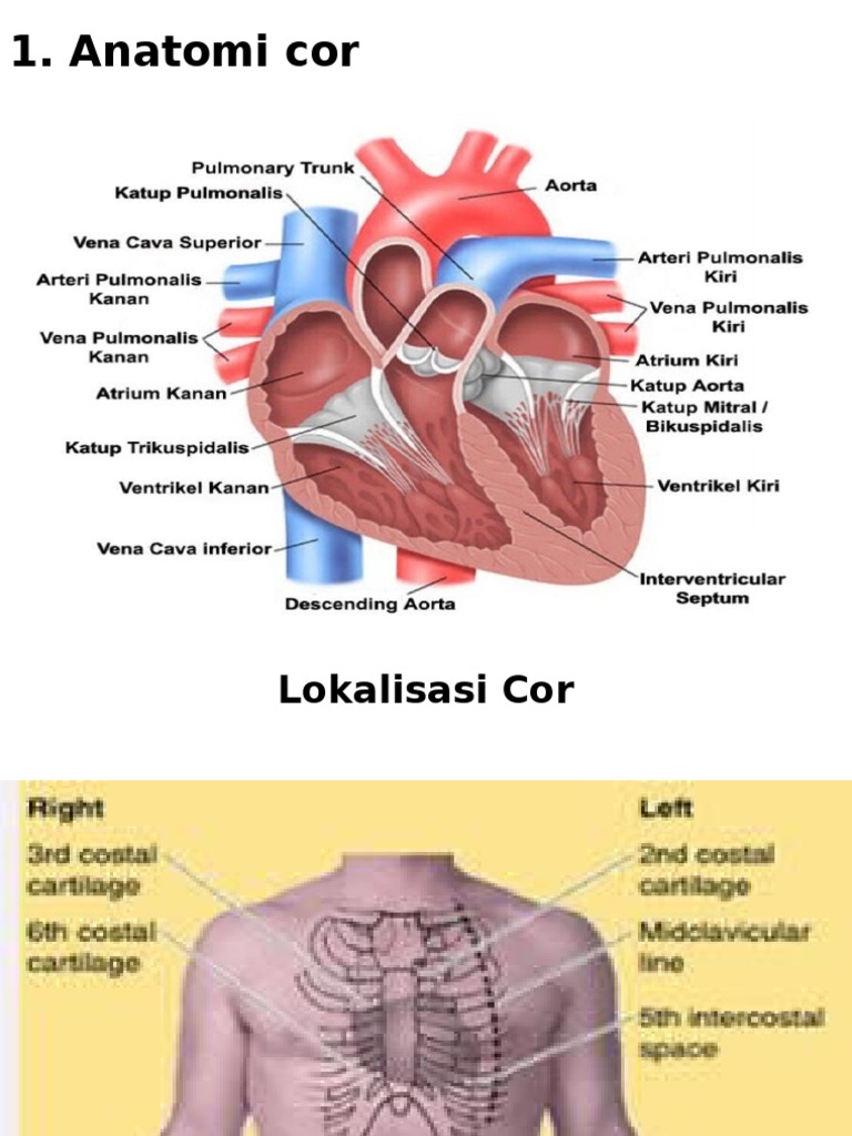 Anatomi Cor | PDF