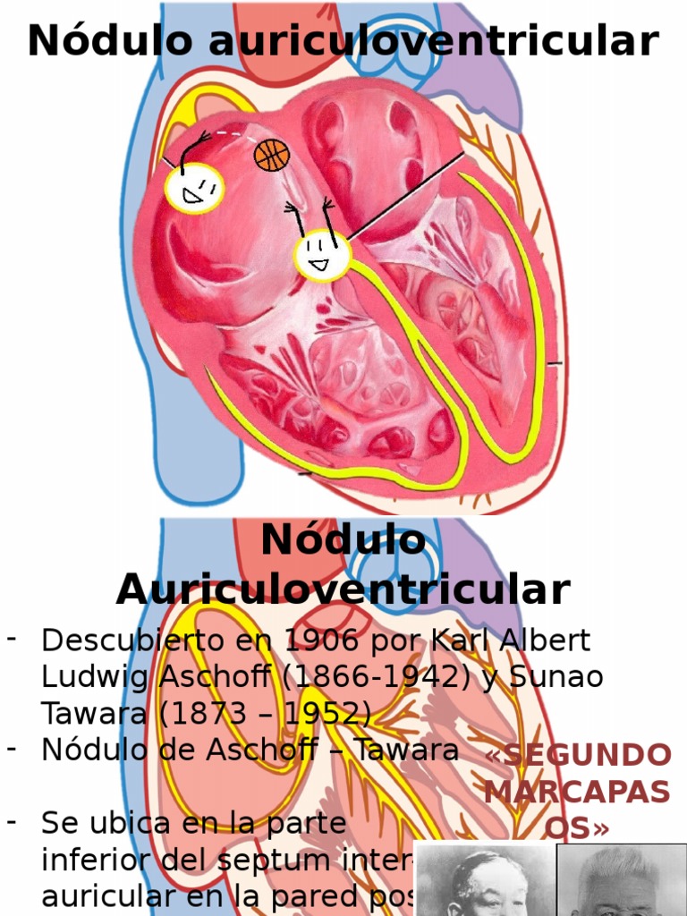 Nódulo Auriculoventricular | PDF